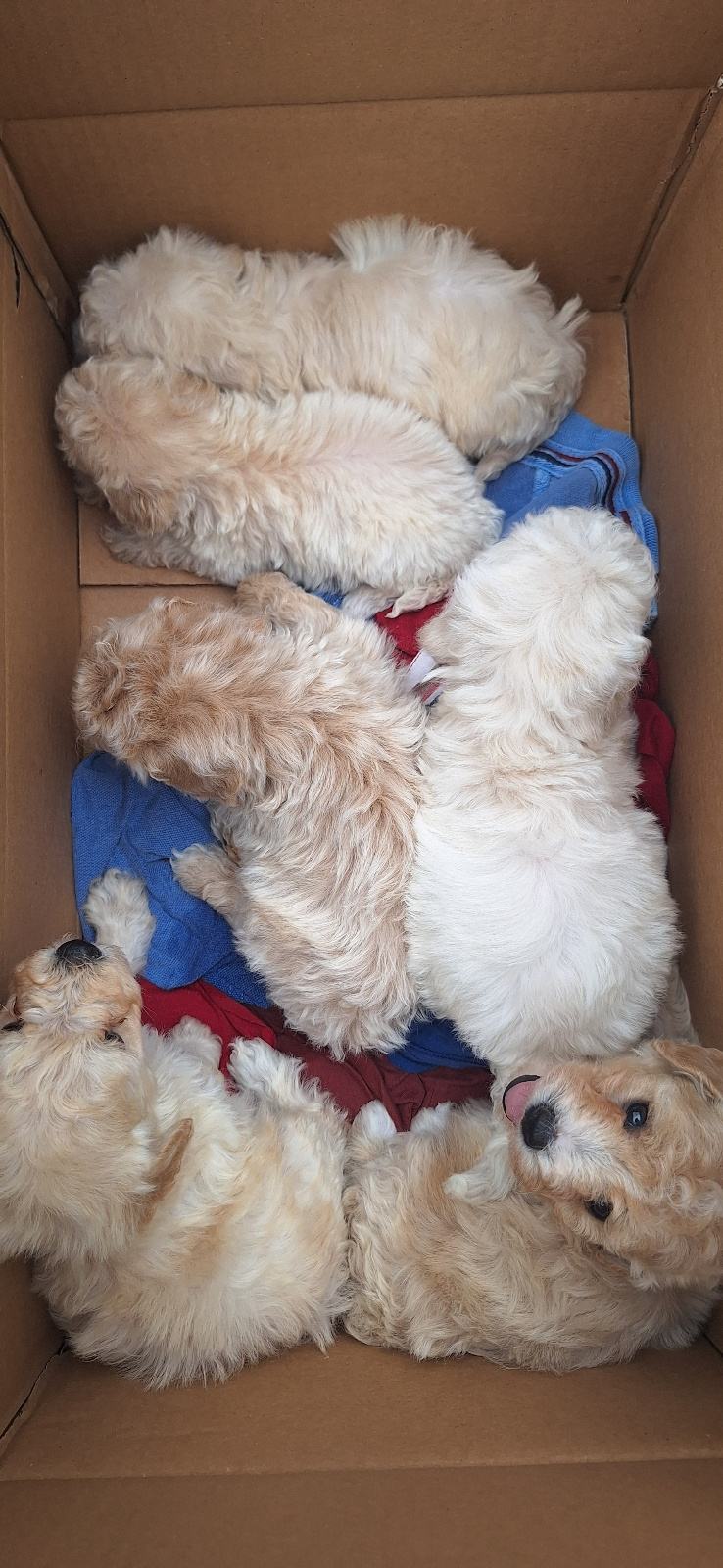 Maltipo(mini maltezer&toy pudla)