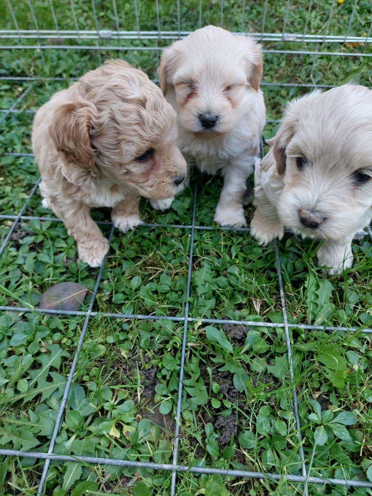 maltipoo štenci[Maltezer +toy pudla]