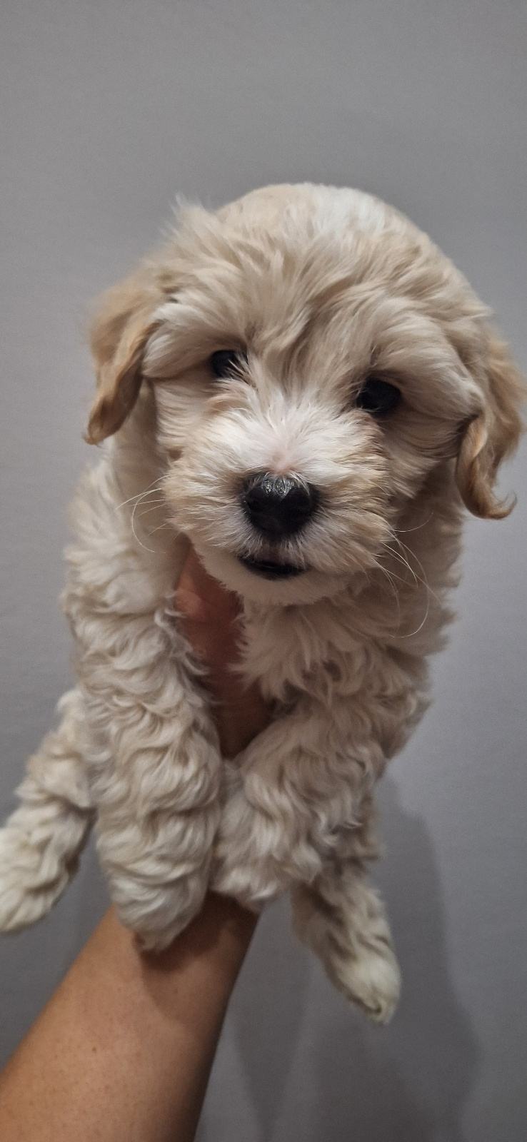 Maltipoo(toy pudla-maltezer)