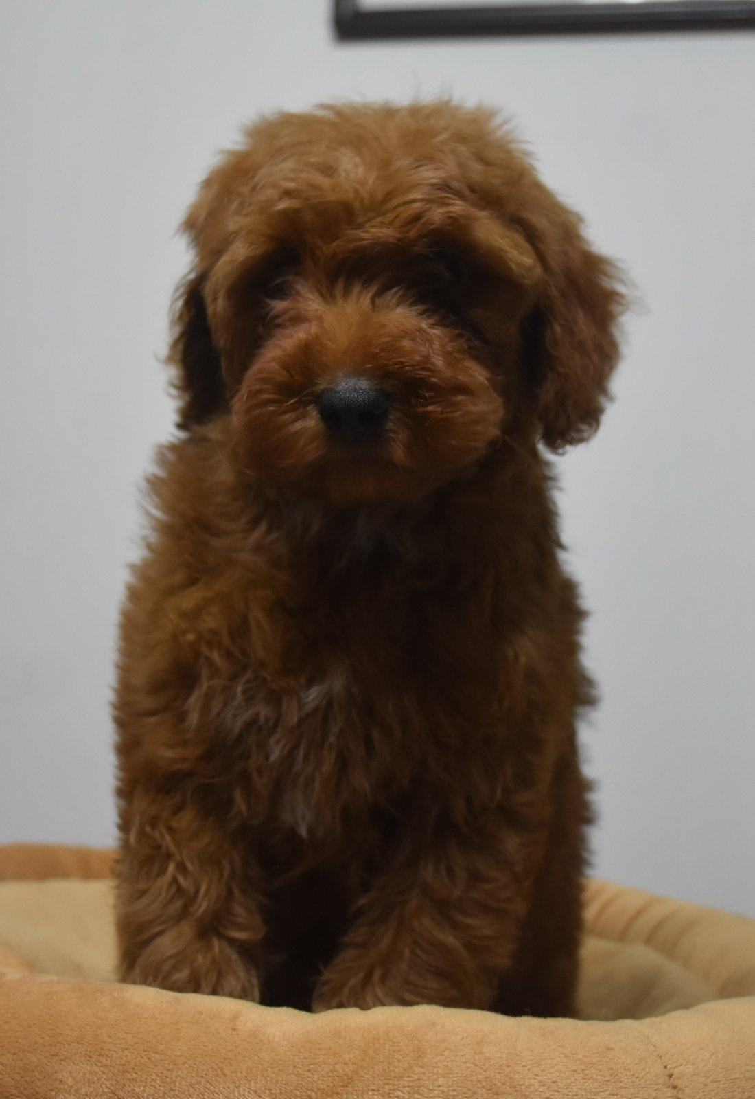 Maltipoo(toy pudla-maltezer) moze dostava