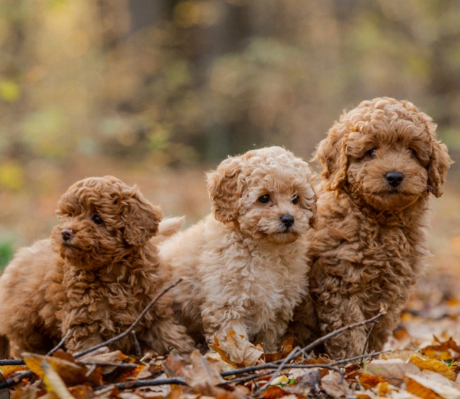 Mini apricot pudlice