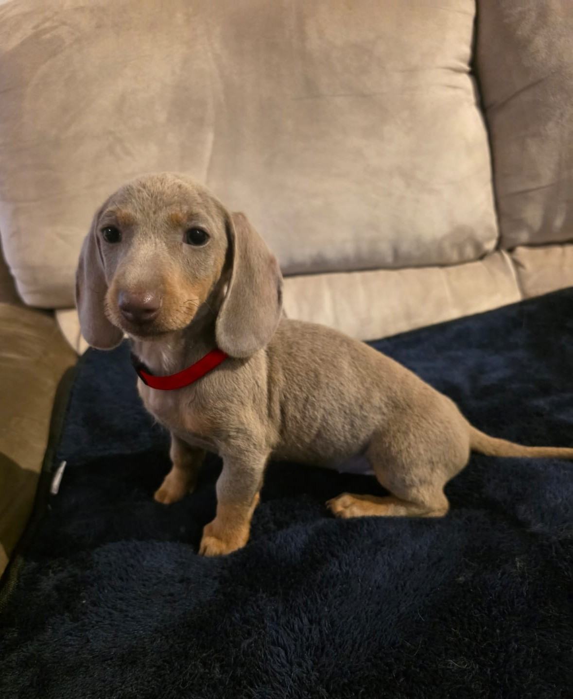 Patuljasti Jazavcar (Isabella Mini Dachshund)
