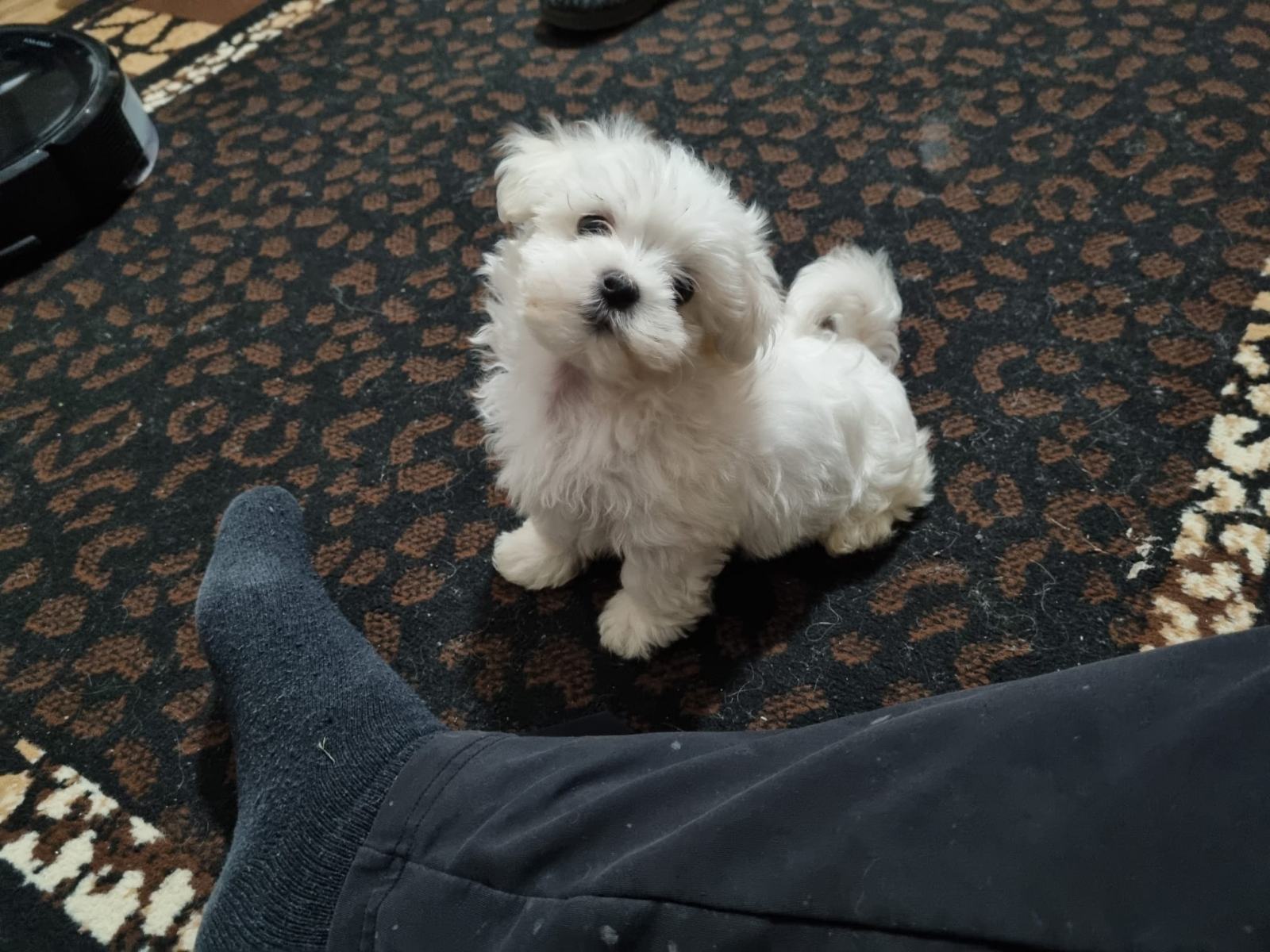 Mini maltezer muško štene