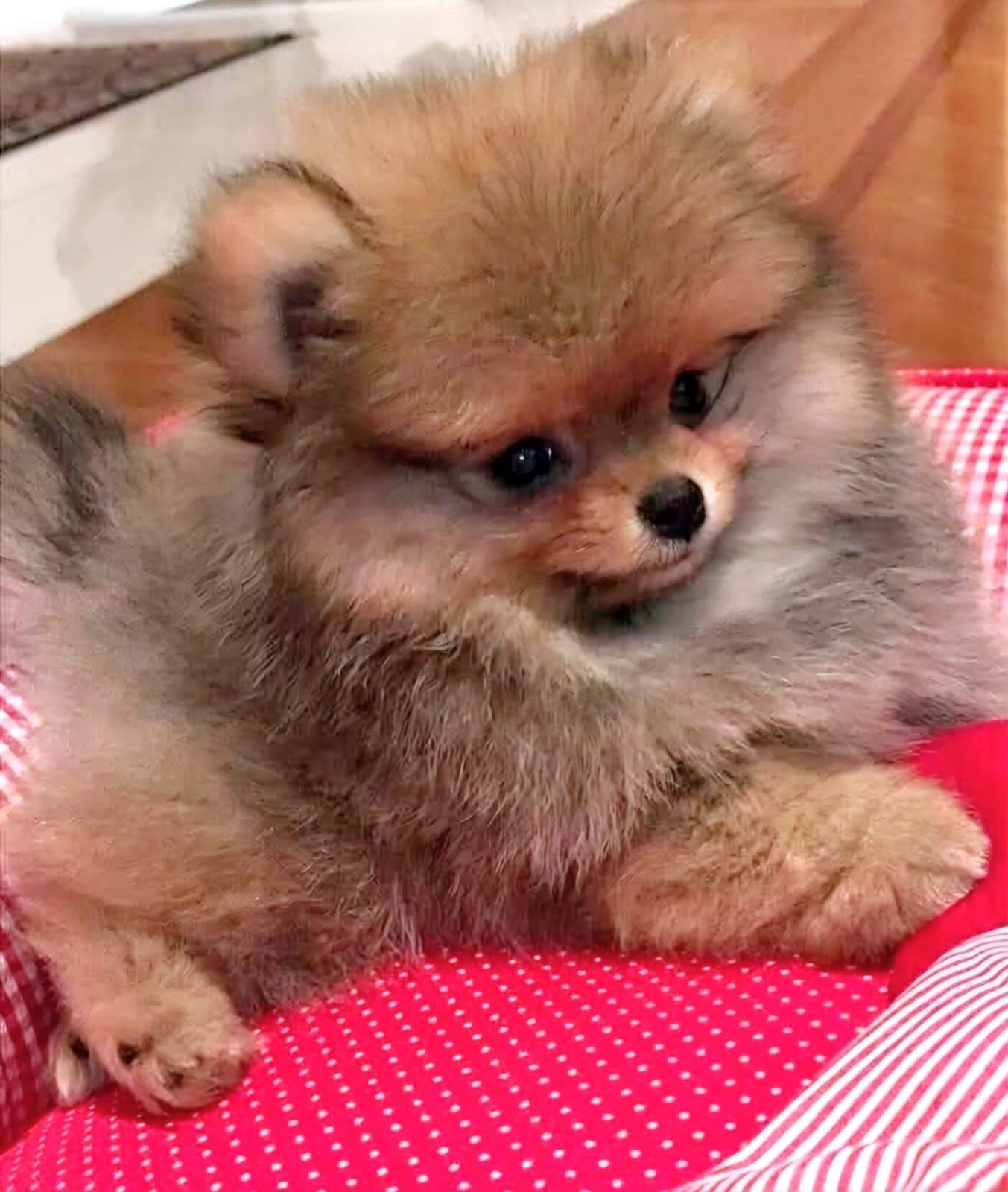 MINI pomeranac s HKS rodovnicom