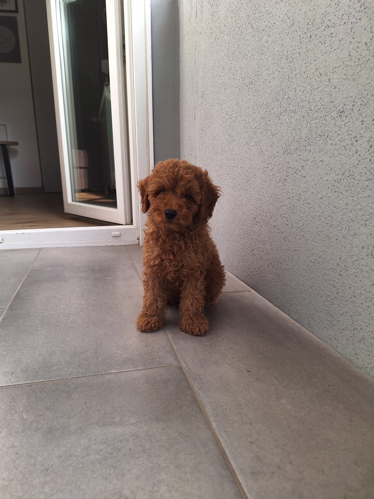 Mini pudla