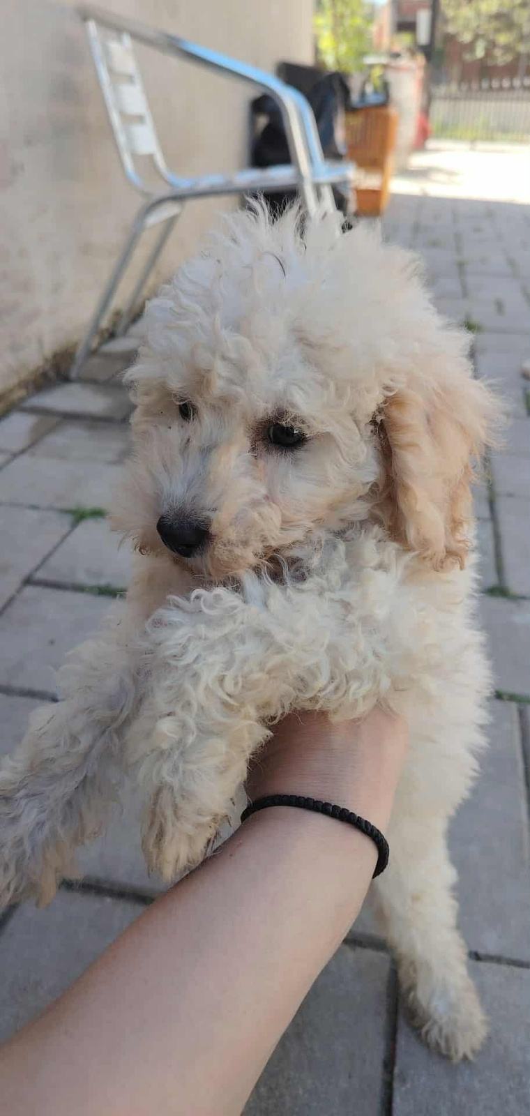 Dečak Mini PUDLE poslednji