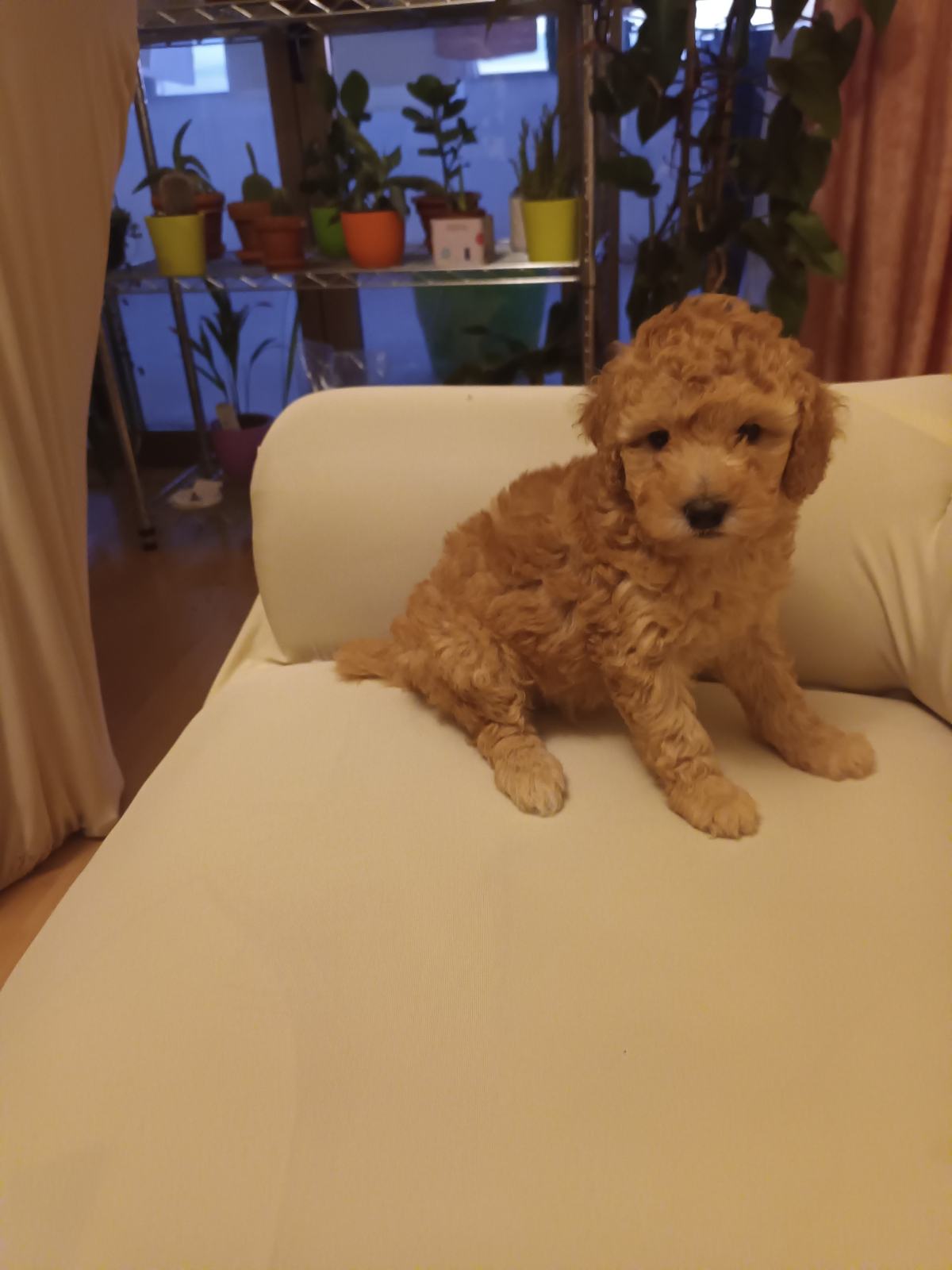 Mini Pudle
