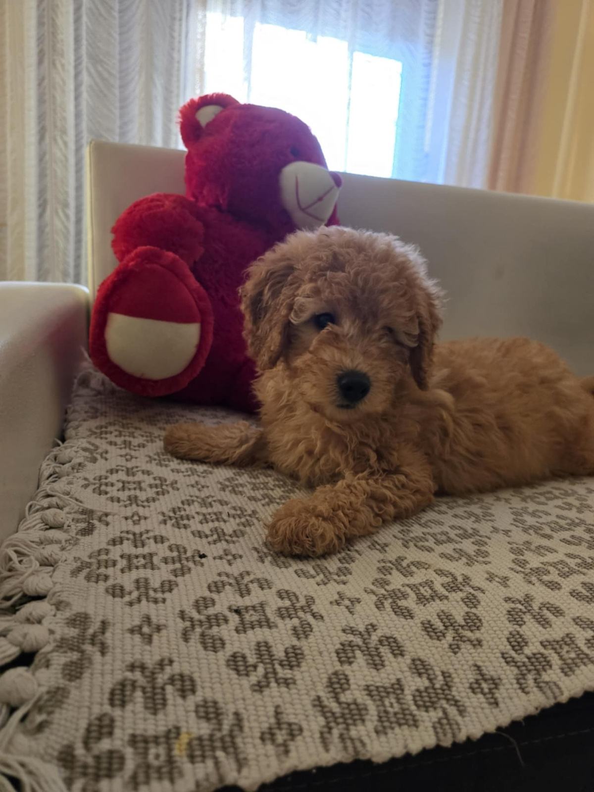 Mini pudlice