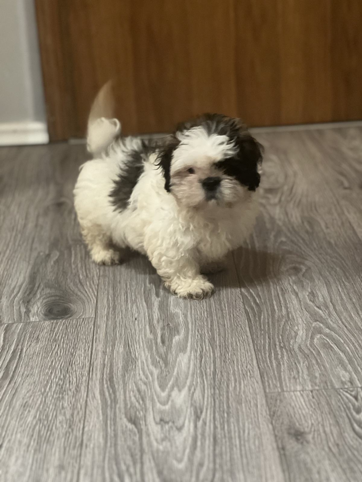 Mini shitzu - čistokrvni štenci