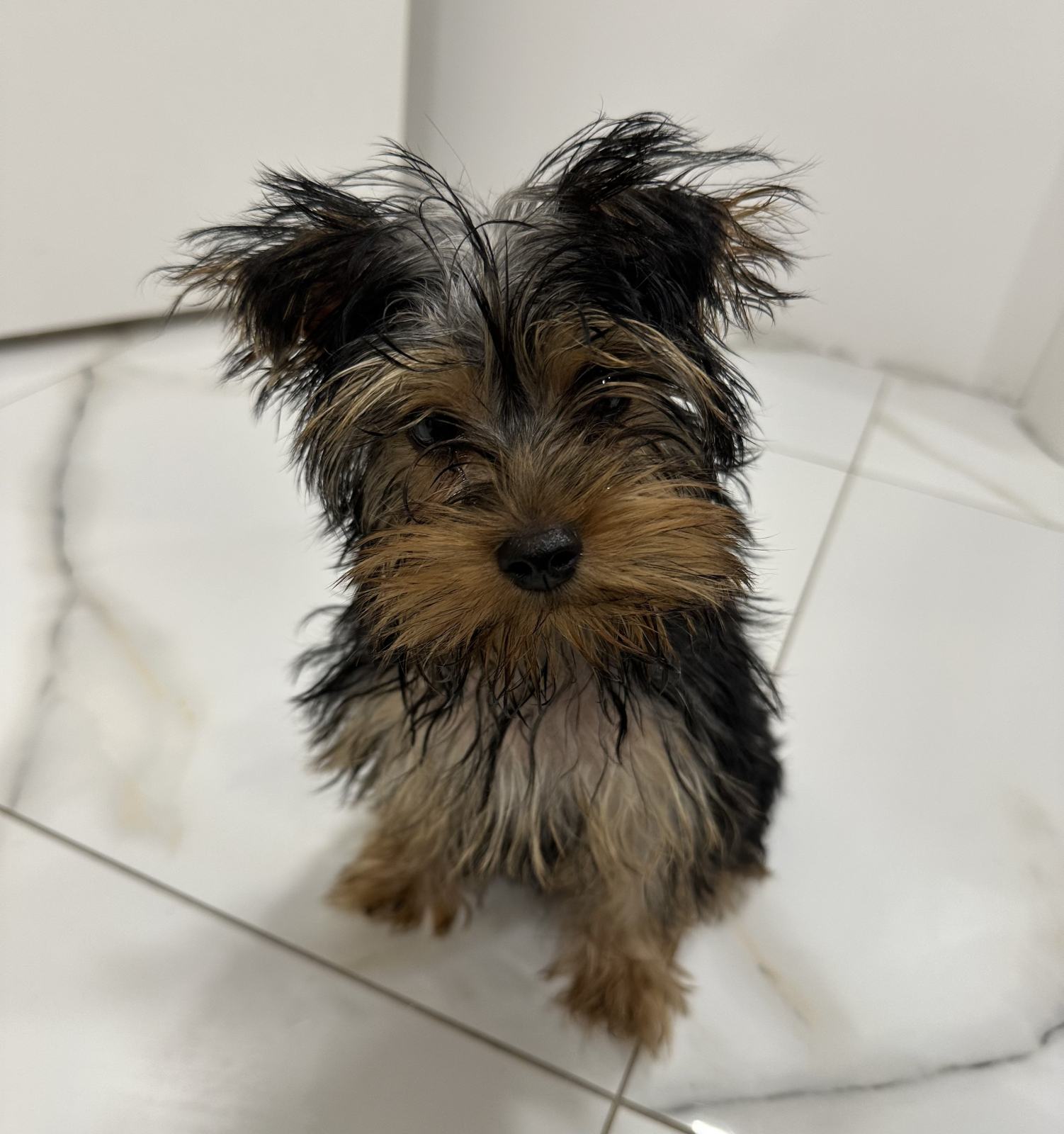 Yorkshire terrier mini štene