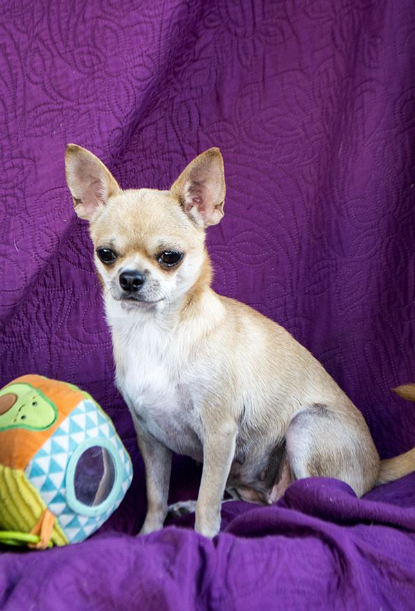 miniaturne štence čivave