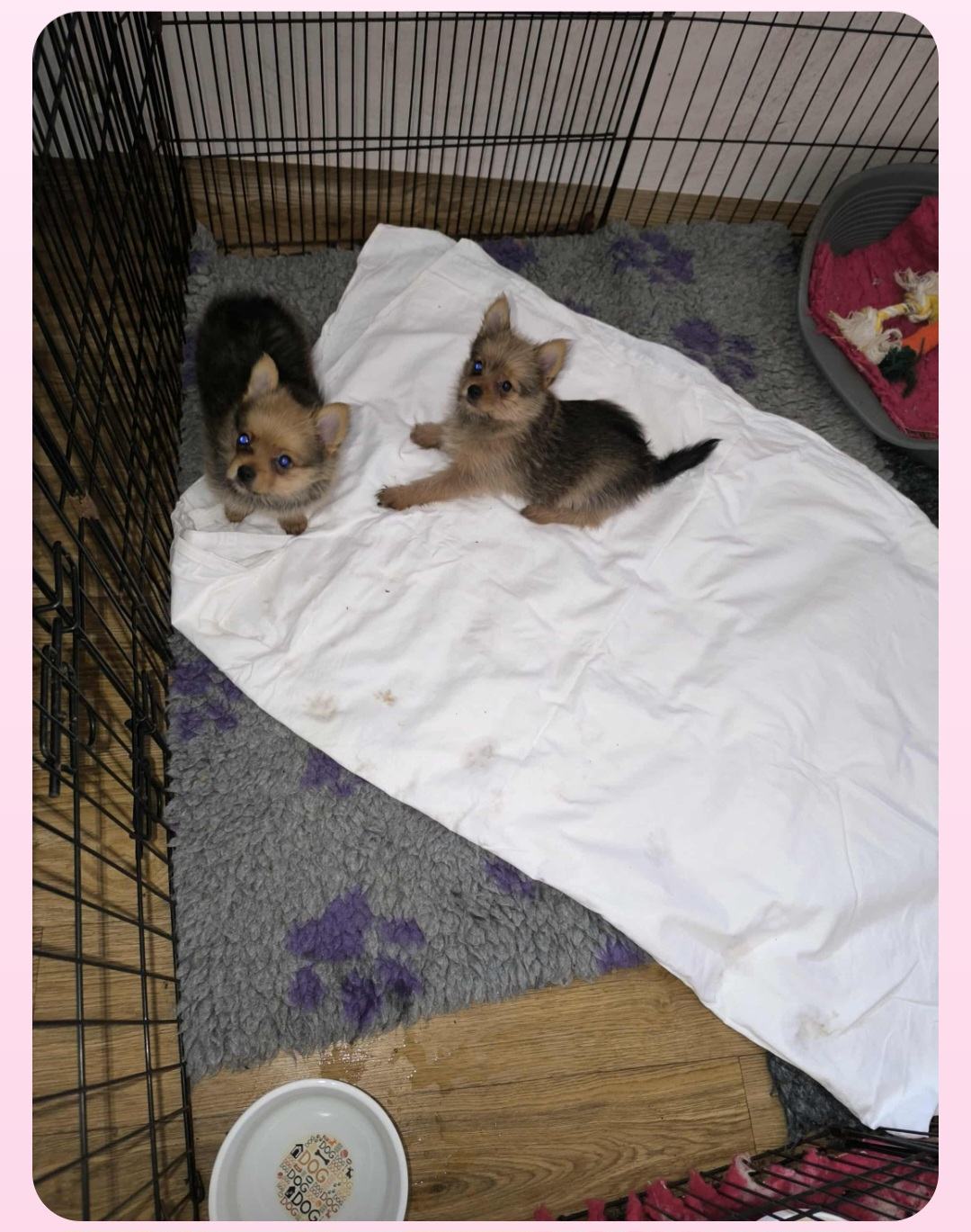 Mix ši cua i malog špica