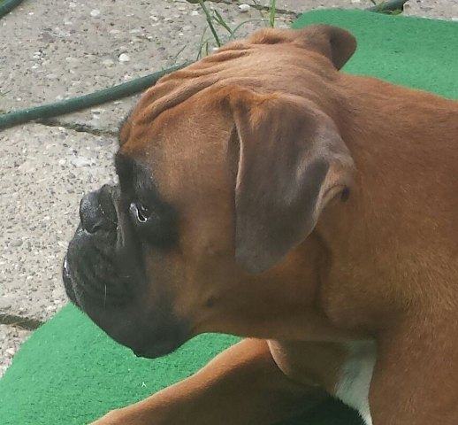 Mlada zenka nemackog boksera - POKLON