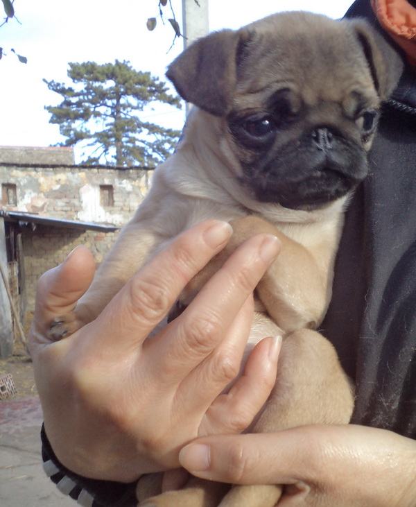 MOPS stene