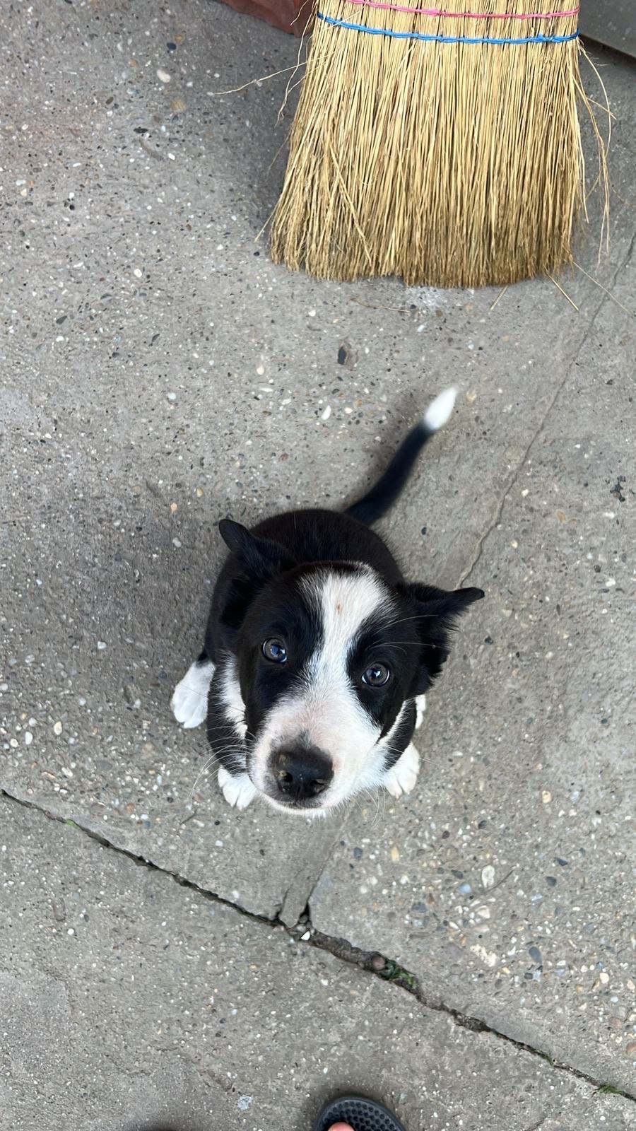 muško border collie štene