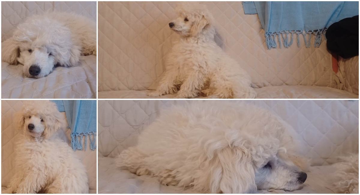 Muško štene čistokrvne bijele mini pudle