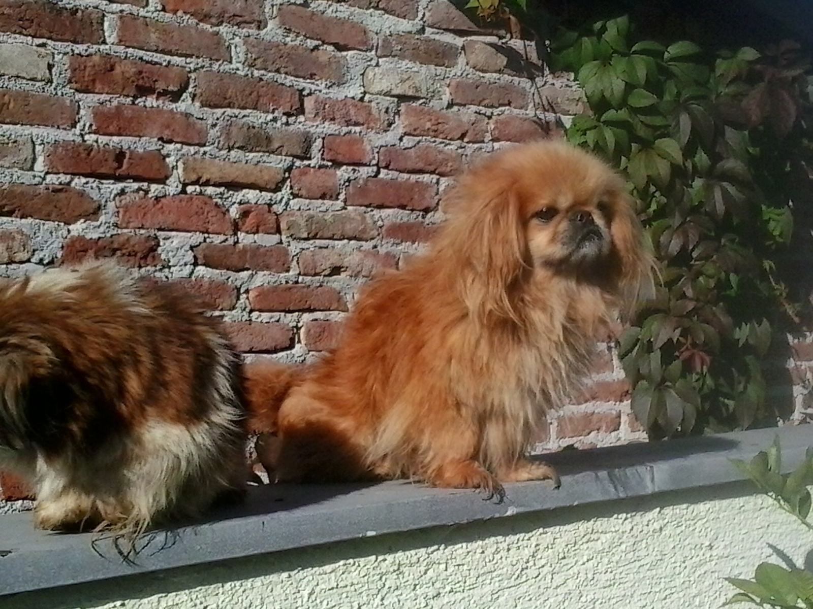 ***kraljevski pekinezeri***oba roditelja prisutna!!!