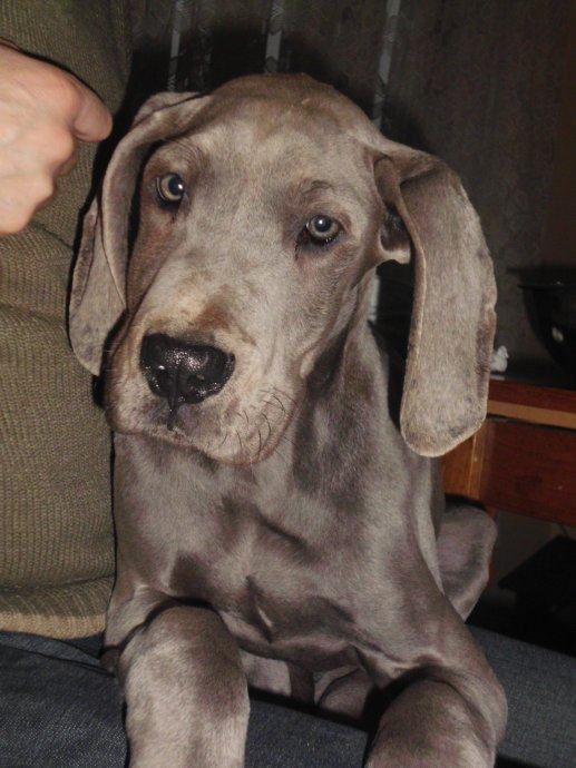 Njemacka plava doga musko stene HITNO!!!