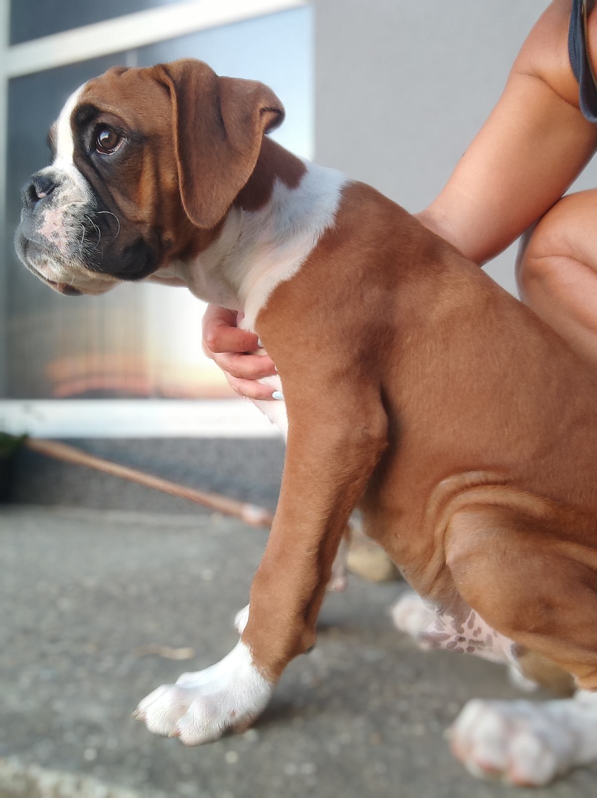 Njemački Boxer štenci