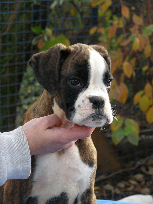 Njemački Bokseri boxer