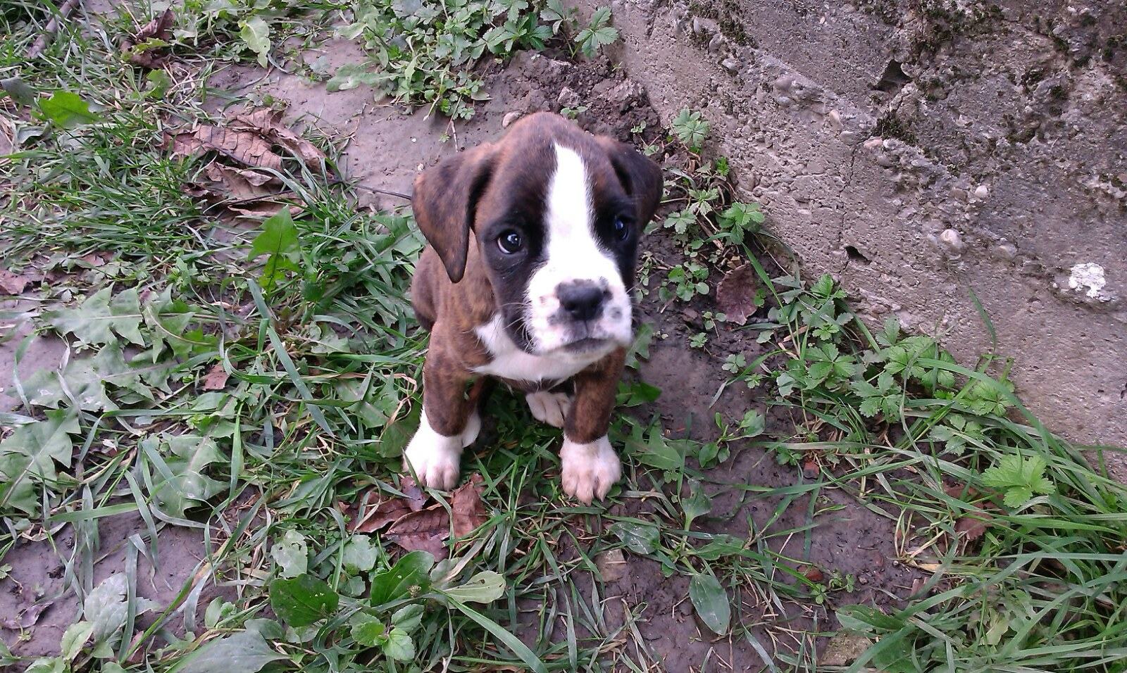 Njemački boxer stenci