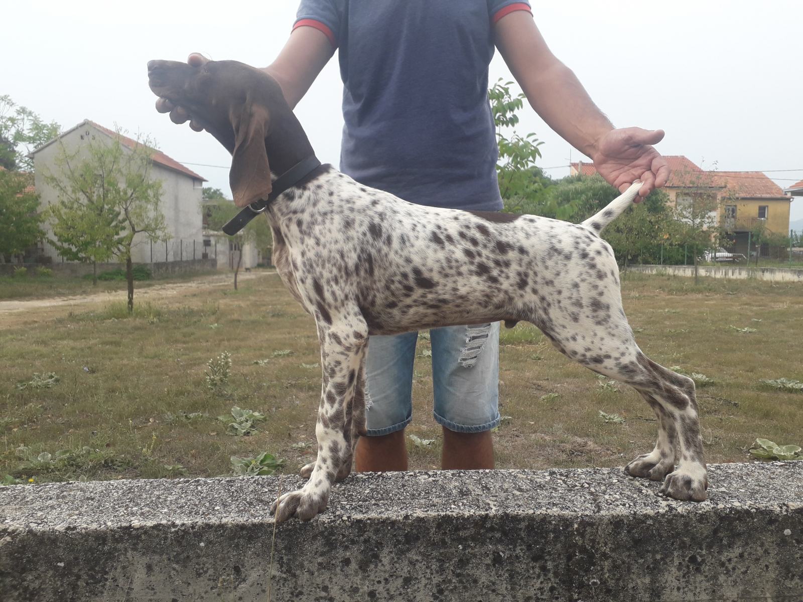 Njemacki kratkodlaki ptičar