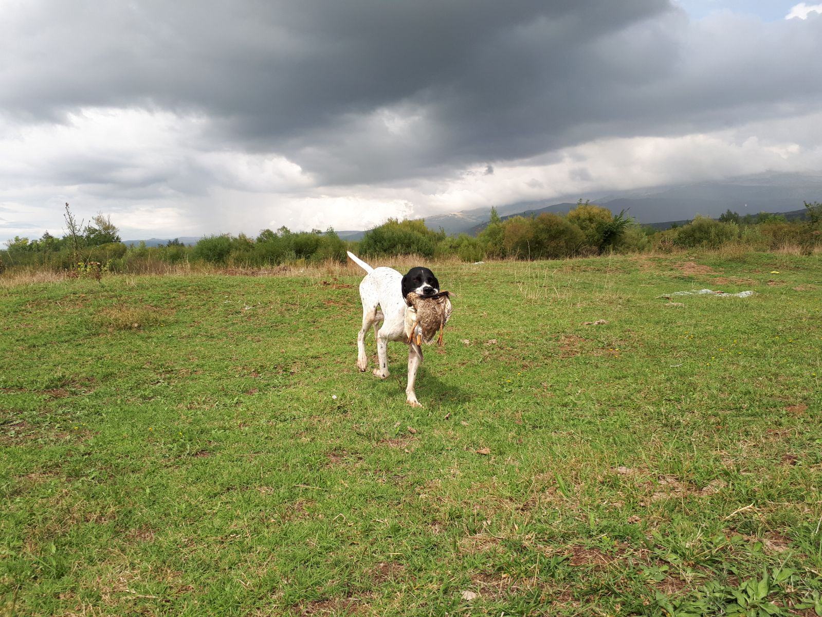 Njemacki kratkodlaki ptičar