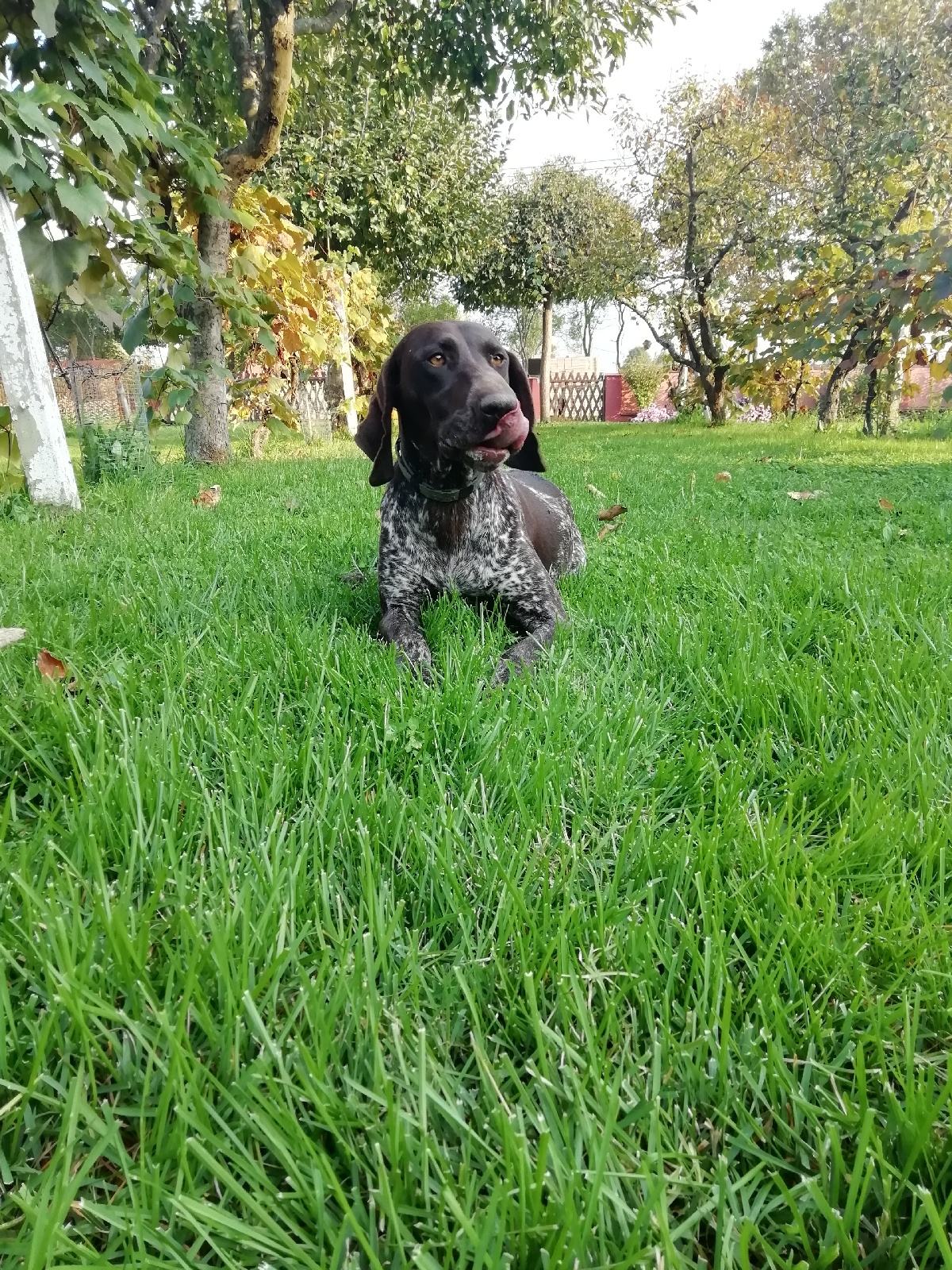 Njemacki kratkodlaki pticar