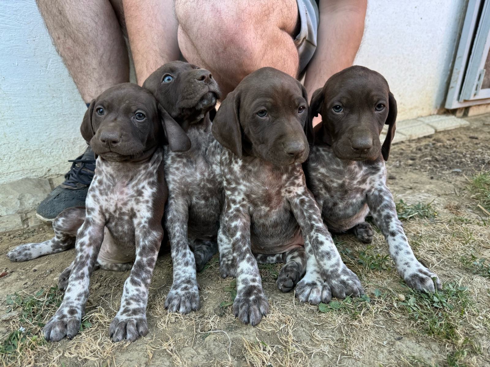 Njemački kratkodlaki ptičar