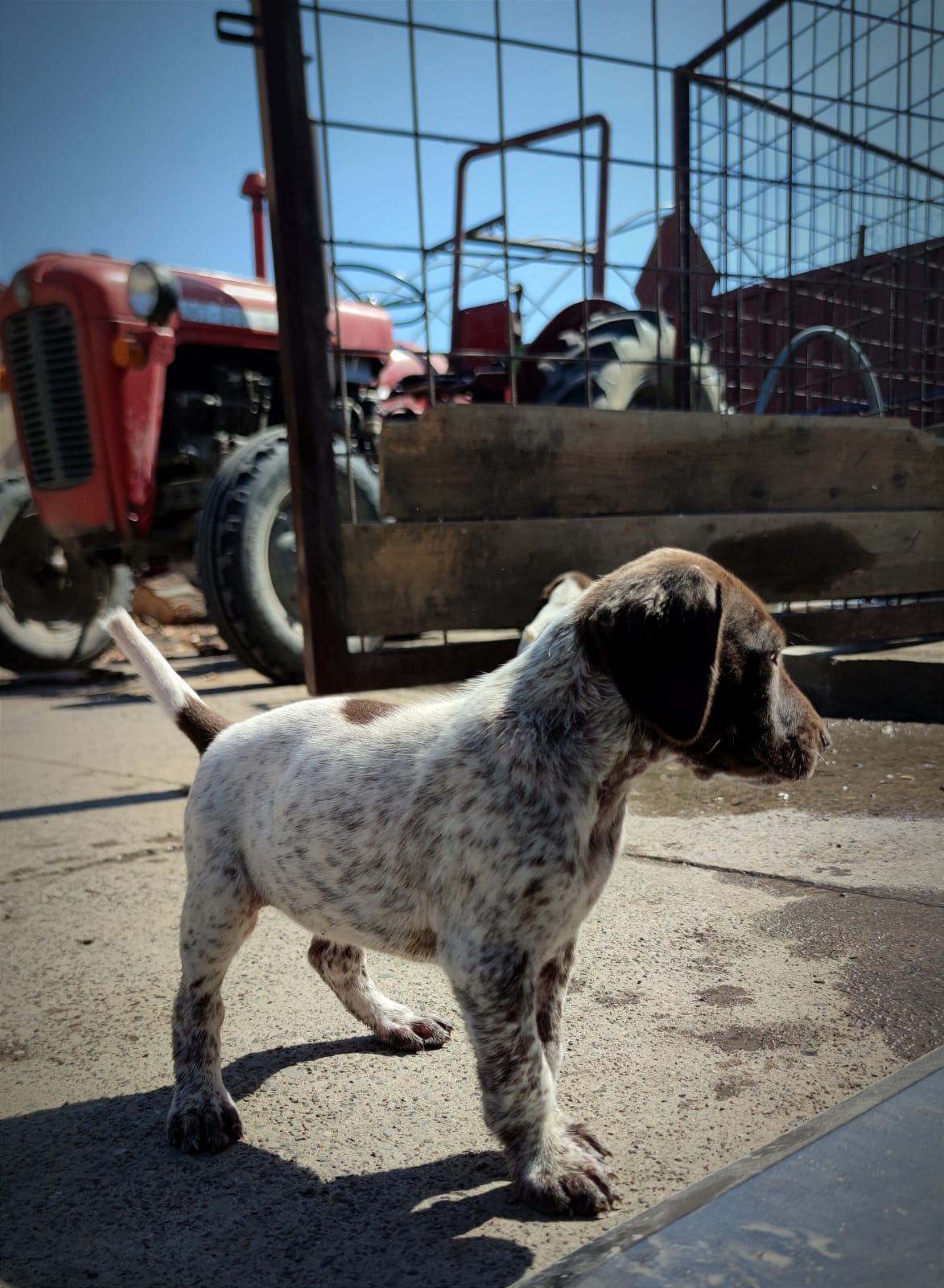 Njemački kratkodlaki ptičar (štenci)