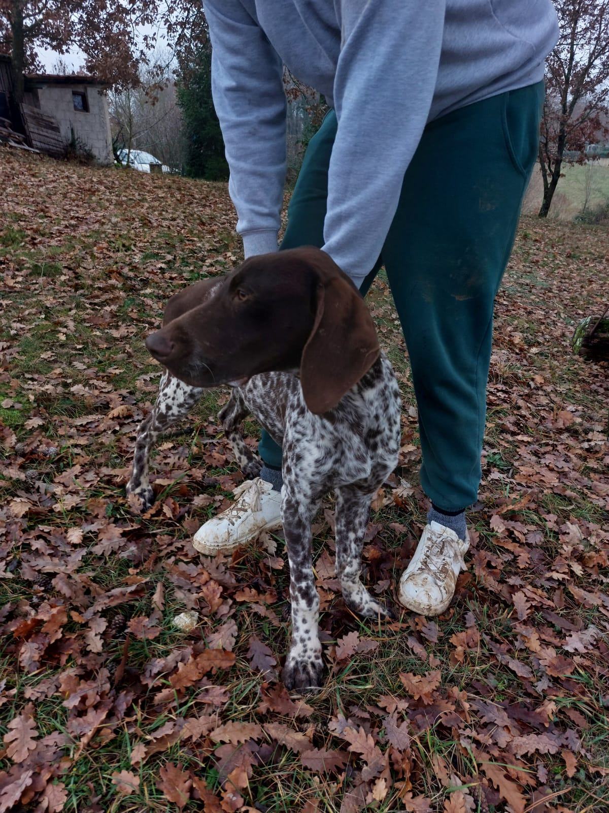 Njemački kratkodlaki ptičar (štene)