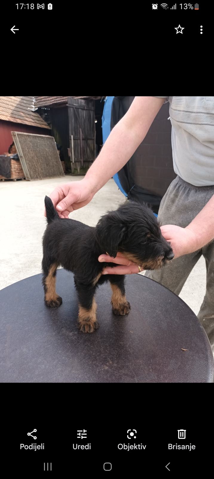 Njemacki lovni terijer