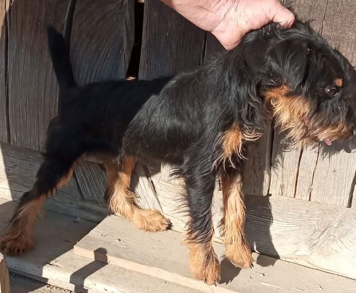 Njemački lovni terijer