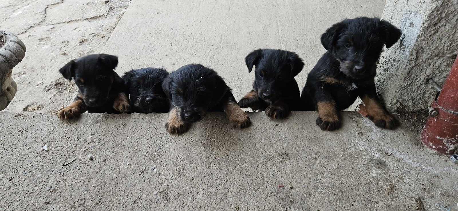 njemacki lovni terijer