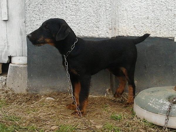 Njemaćki lovni terijer