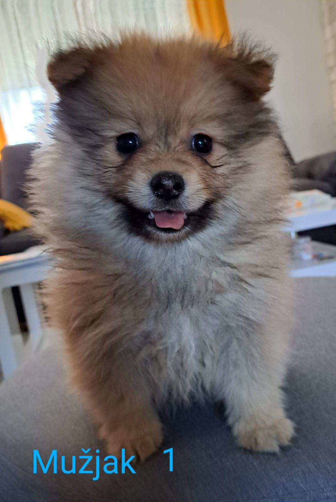 njemački mali špic pomeranac