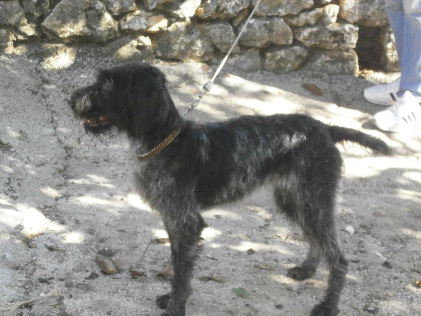 Njemački oštrodlaki ptičar (njemački ptičar,njemački ptičari prodaja)