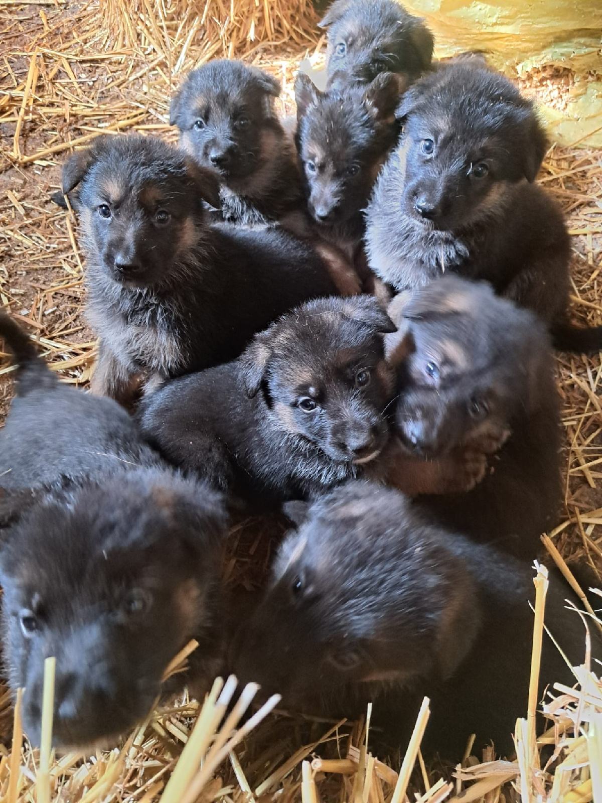 Njemacki ovcar zenke