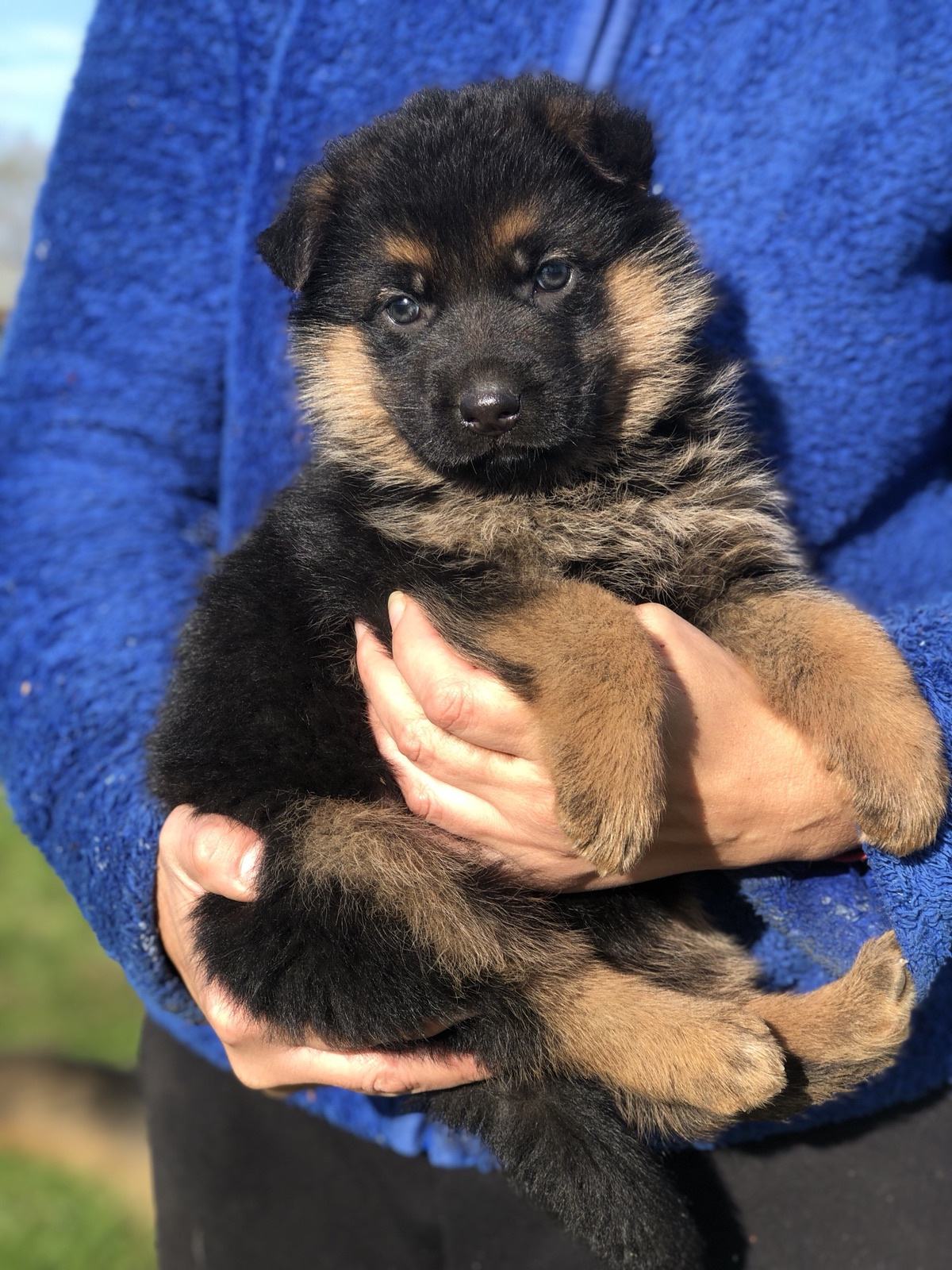 Njemački ovčar- zensko stene