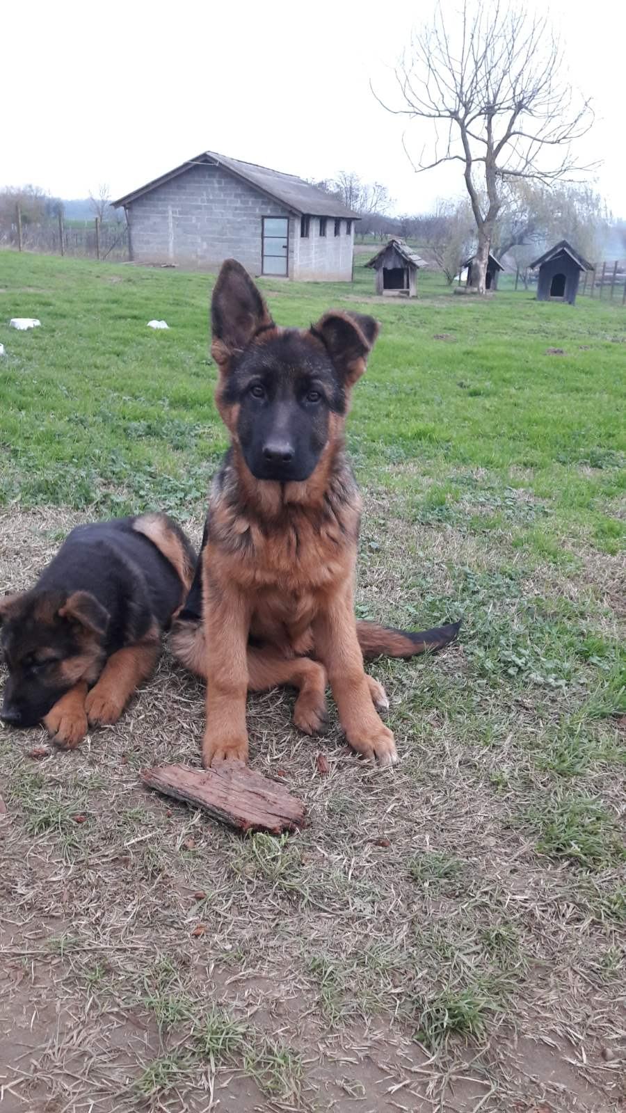 Njemački ovčari - štenci (mužjaci)