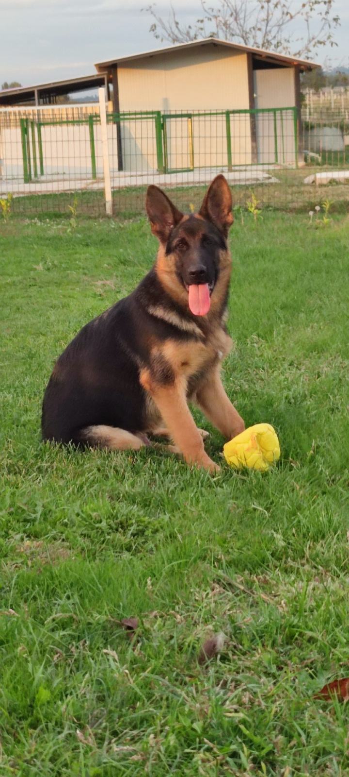 Njemački ovčari - štenci