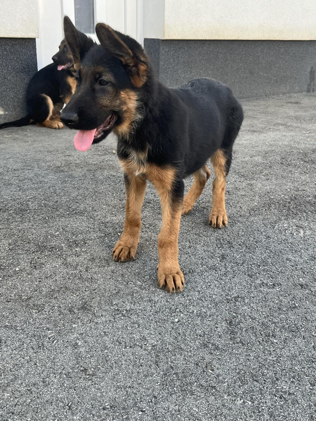 NJEMAČKI OVČARI ŠTENCI