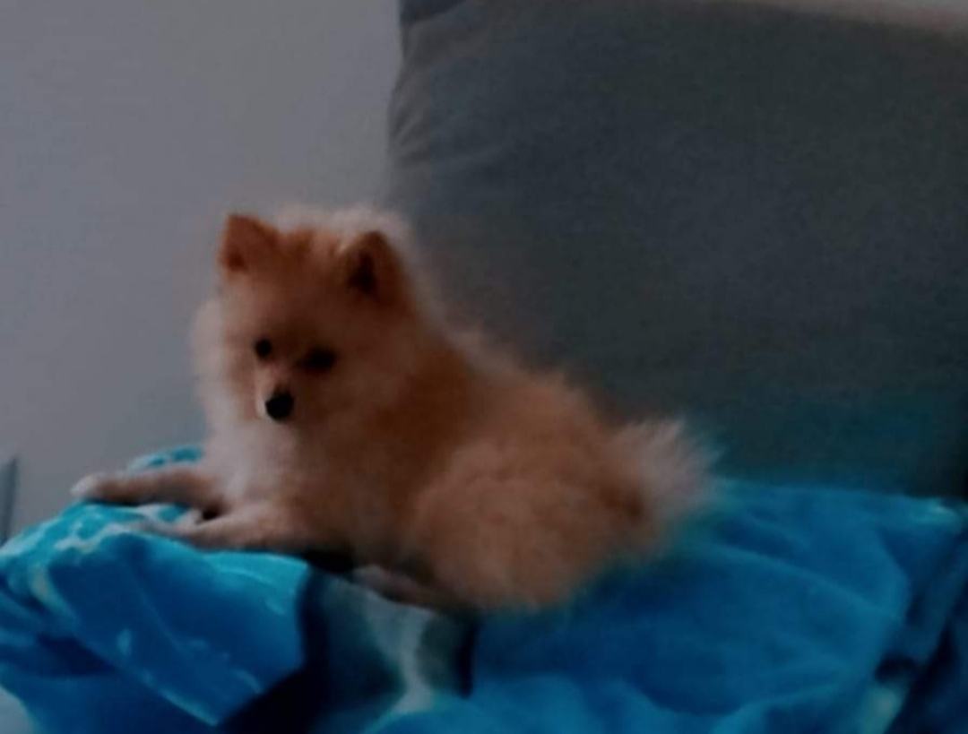 Njemački špic mini