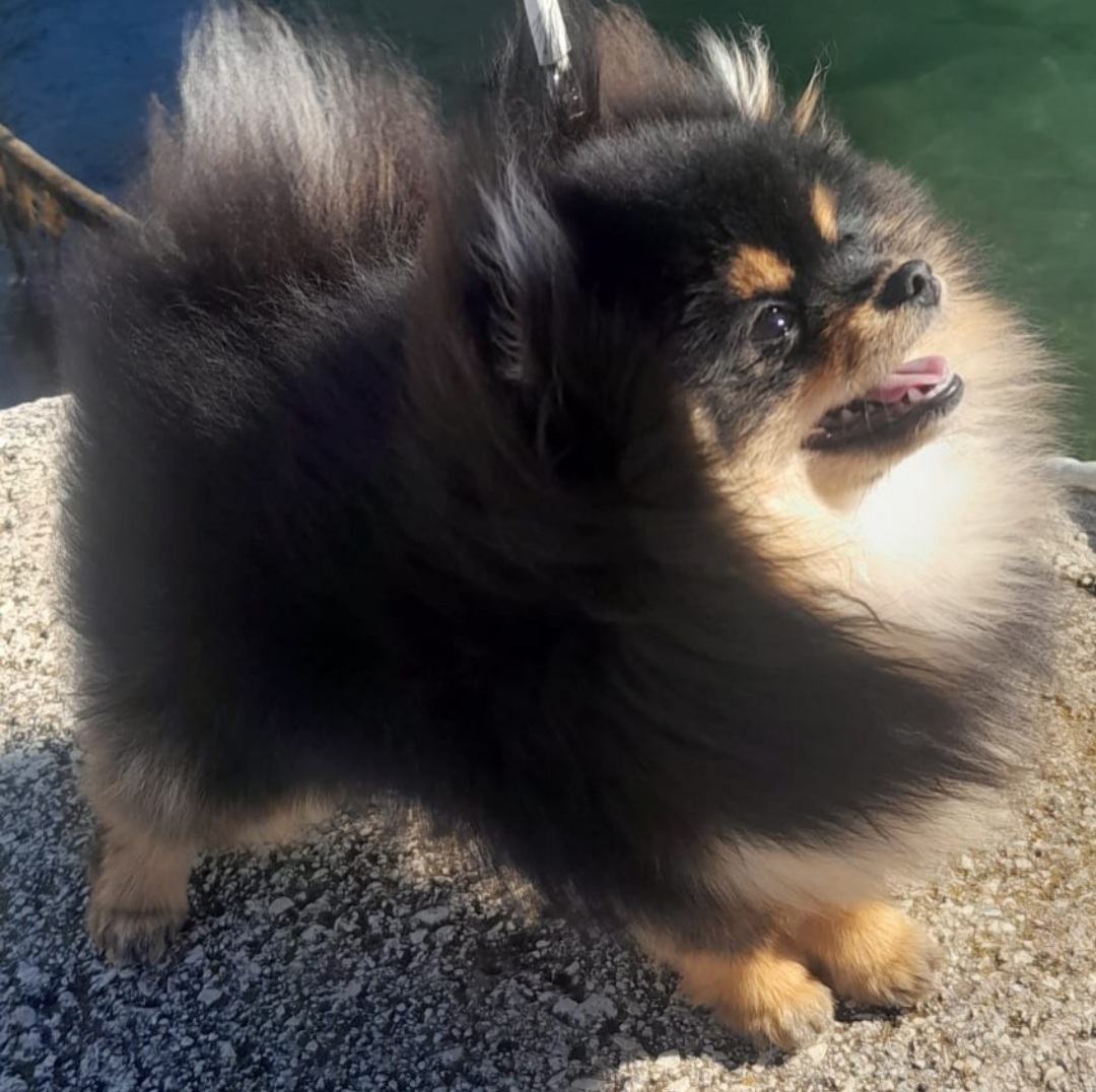 Njemački patuljasti špic pomeranac