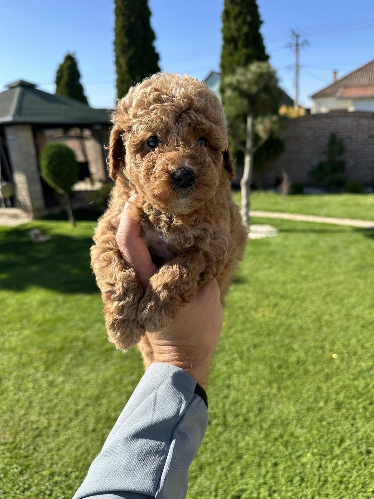 Patuljaste crvene pudle vrhunskog porekla sa rodovnicom!