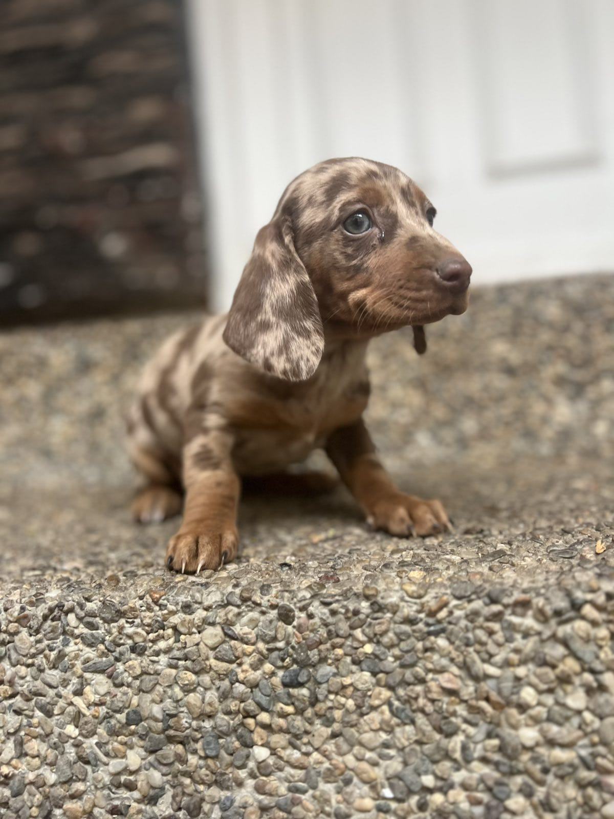 Jazavcari egzotične choco merle boje dostupni stenci