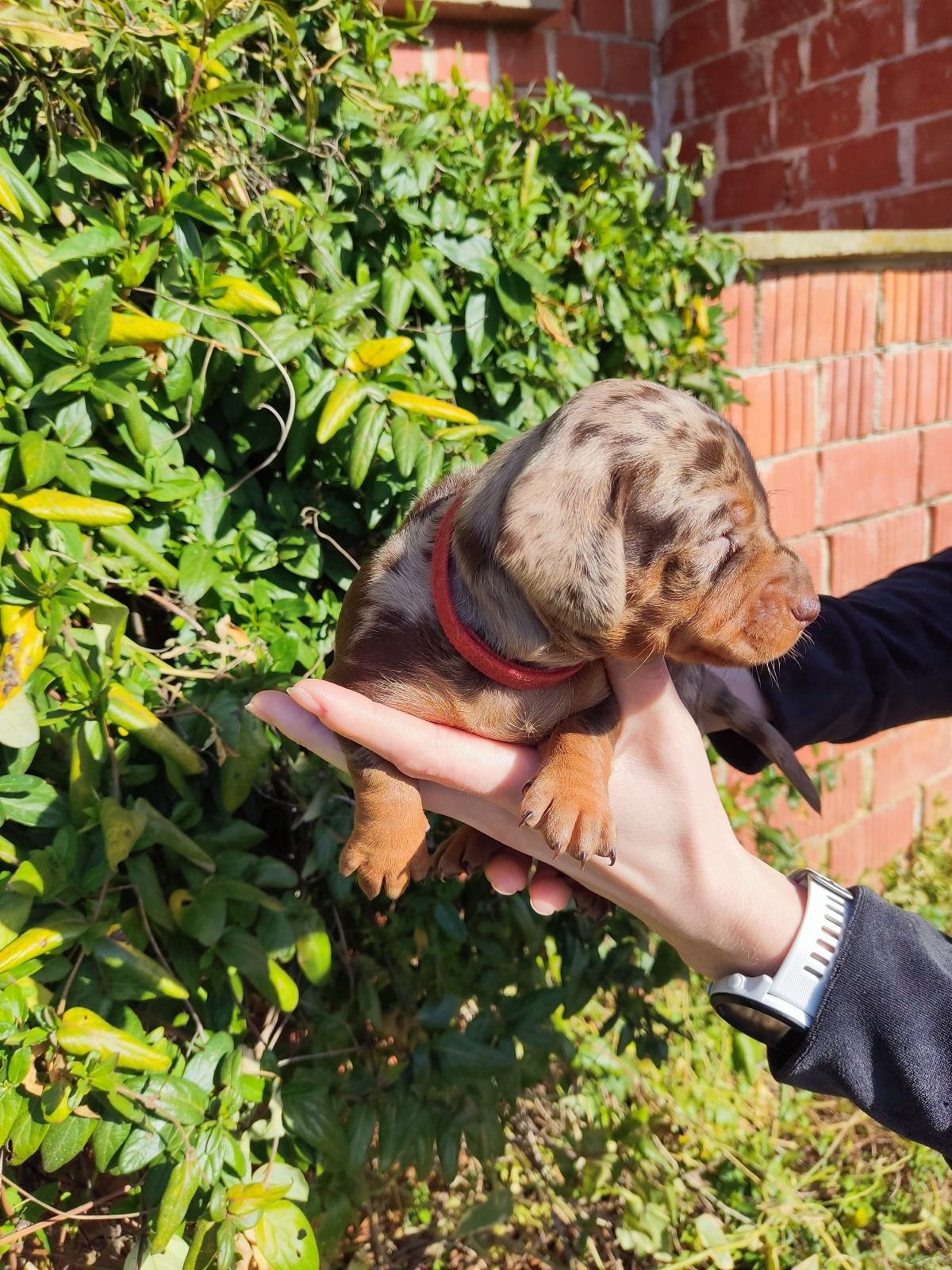 patuljasti jazavčari