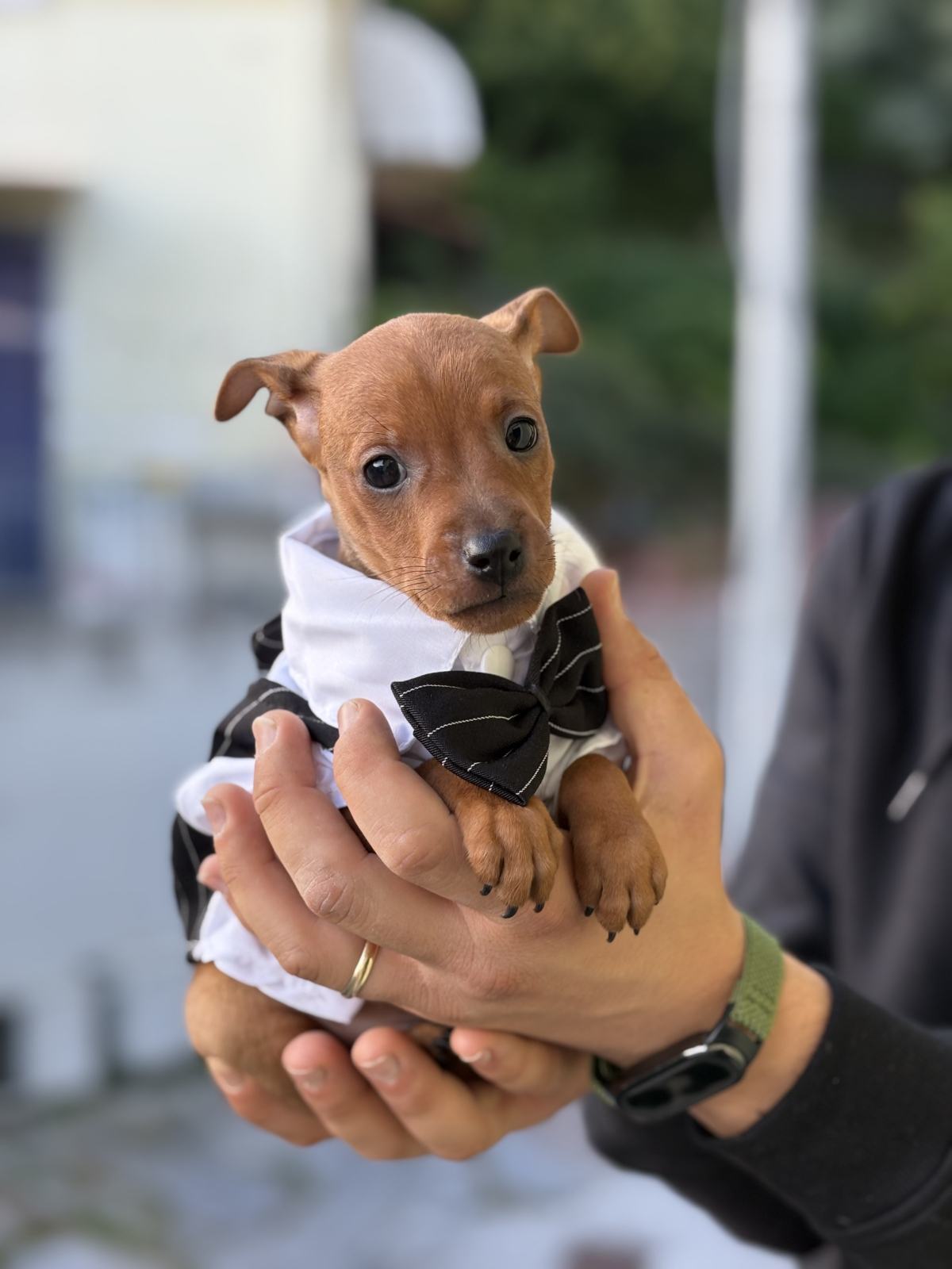 Patuljasti Pinc Stenci