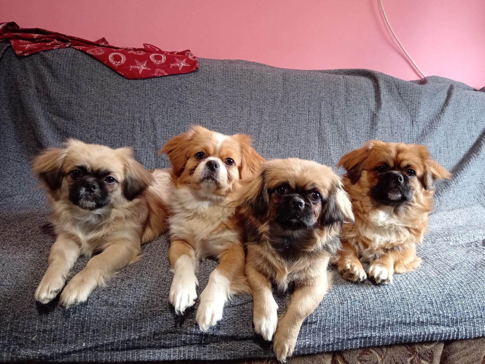 Pekinezer - tibetanski spanijel