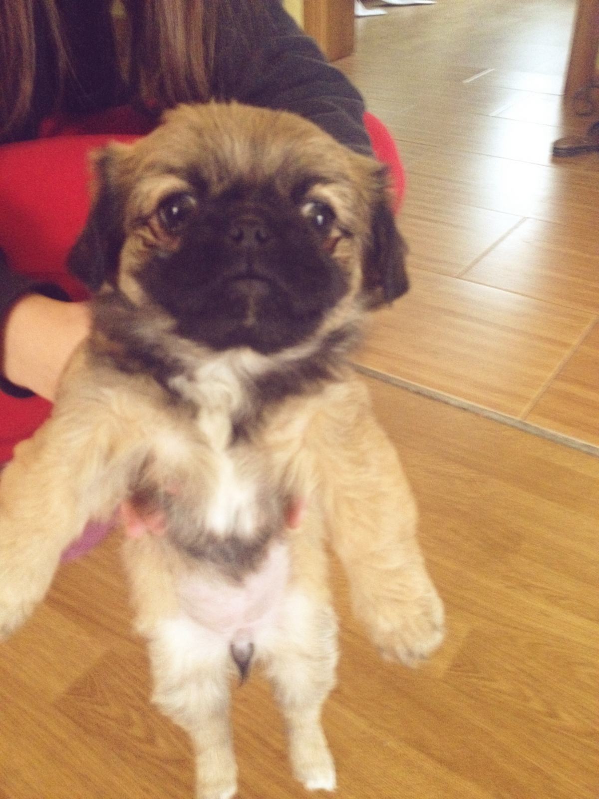 Pekinezer stenci KRALJEVSKI